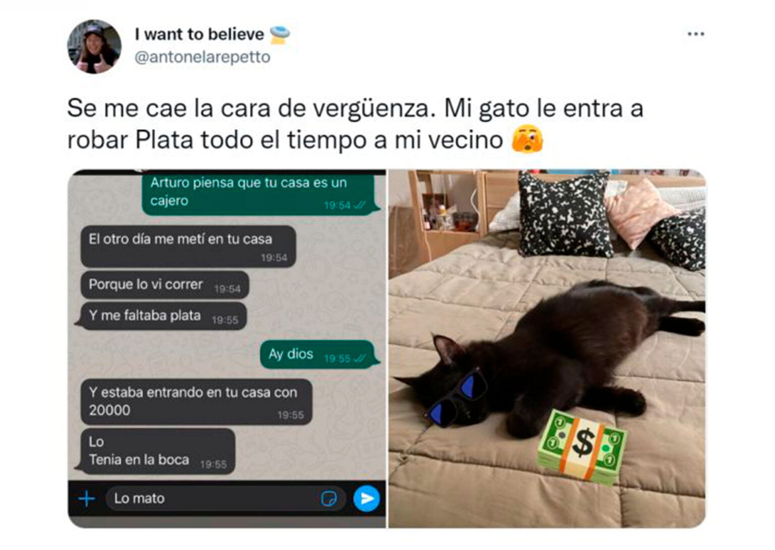 Qué hacer con el gato del vecino Chile - Gestion Municipal de Chile